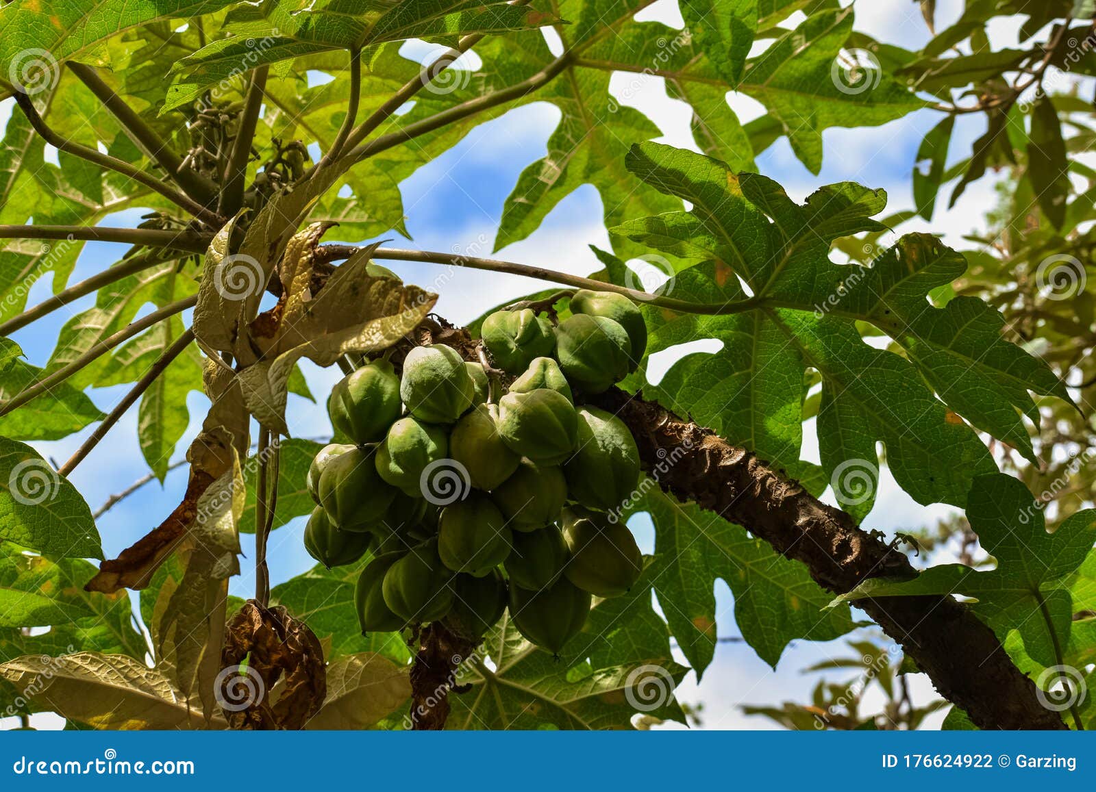 Set of Small Papayas that are Not yet Ripe Stock Photo - Image of ...