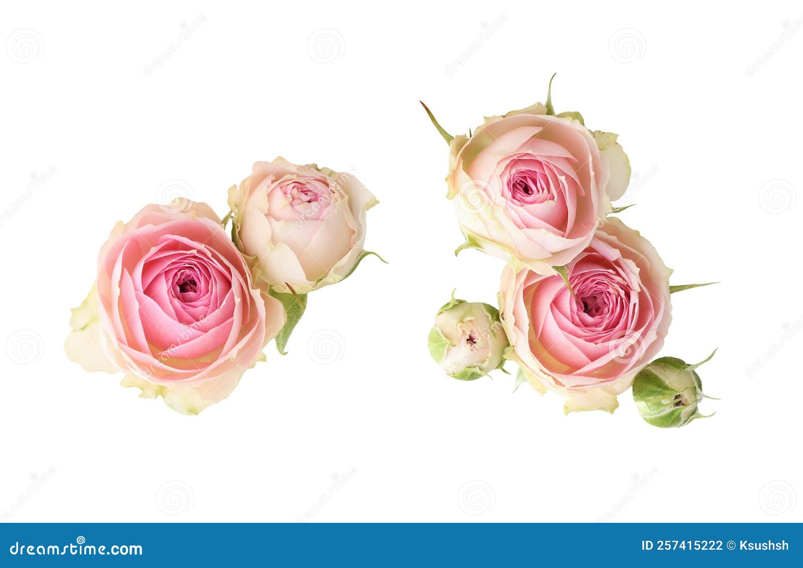 Set of Small Pink Rose Flowers Isolated Stock Photo - Image of ...