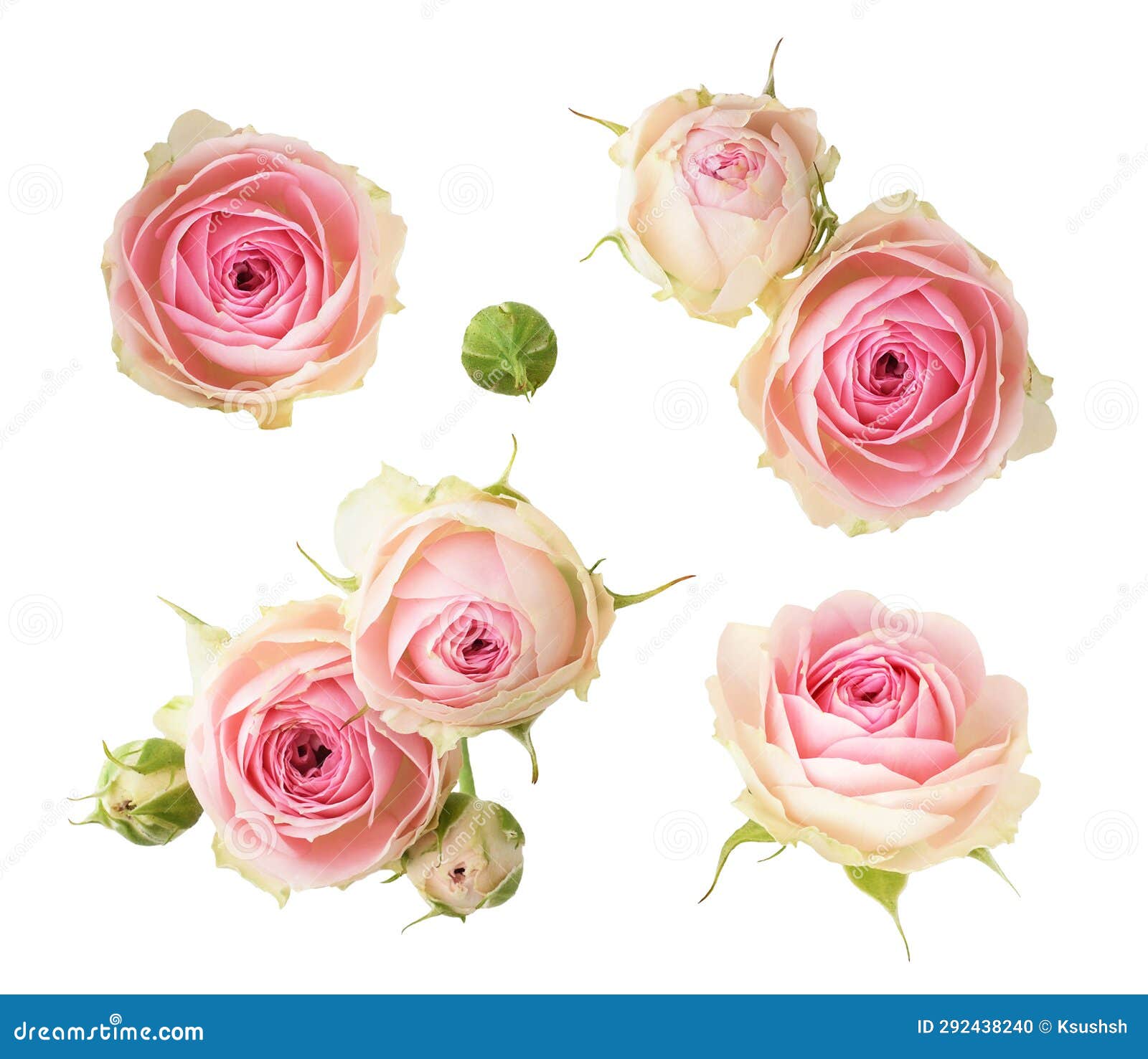 Set of Small Pink Rose Flowers Isolated Stock Photo - Image of view ...