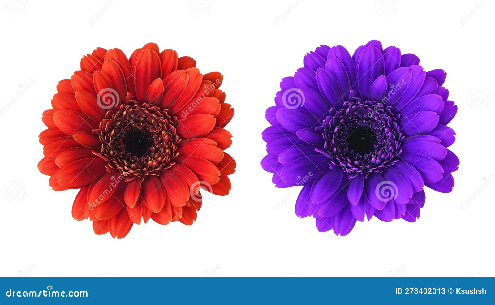 Set of Small Red and Purple Gerbera Flowers (germini) Isolated Stock ...