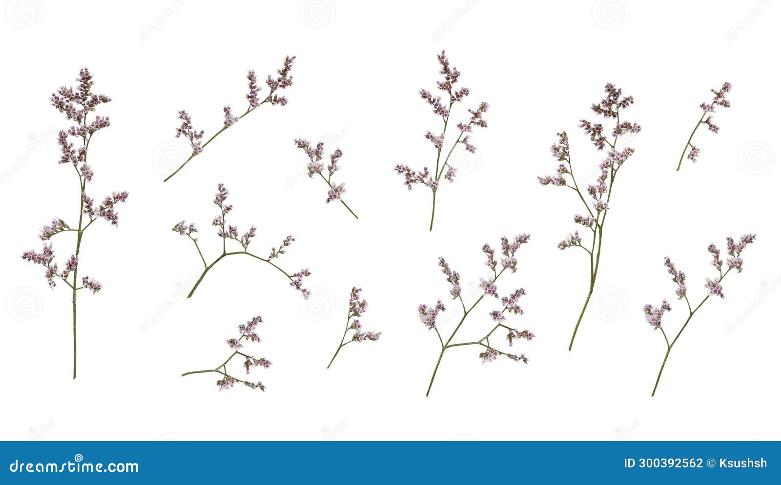 Set of Small Twigs of Limonium Flowers Isolated Stock Photo - Image of ...