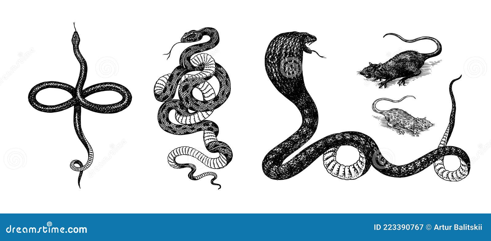 Set of Snakes. Pythonidae or Python. Boinae or Boas or Boids. Eastern ...