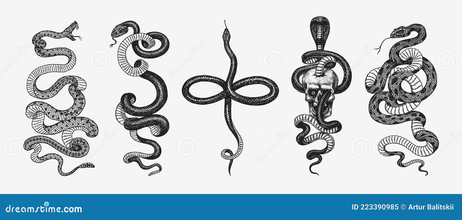 Set of Snakes. Pythonidae or Python. Boinae or Boas or Boids. Eastern ...