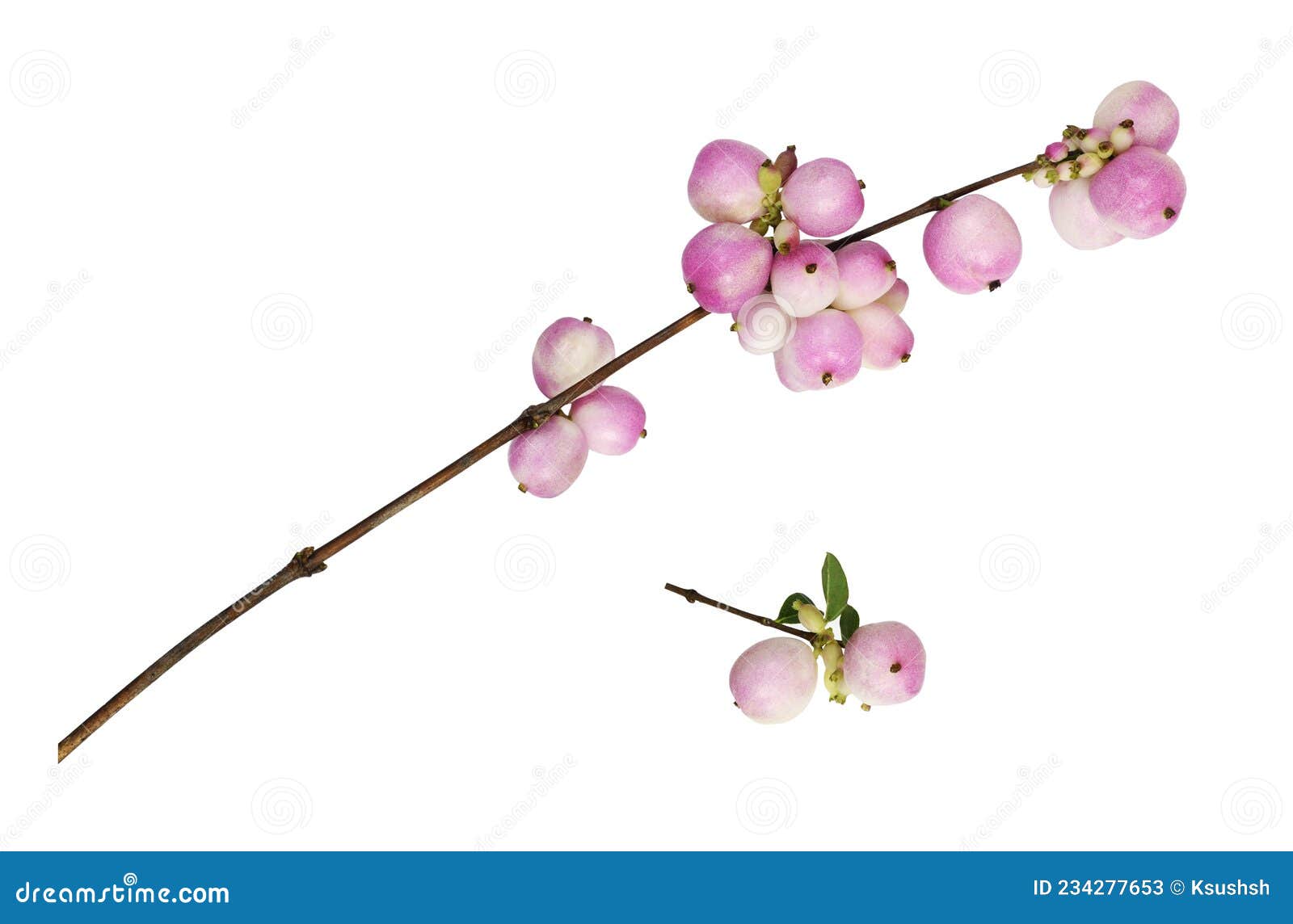 Set of Snowberries Symphoricarpos Pink Isolated Stock Image - Image of ...