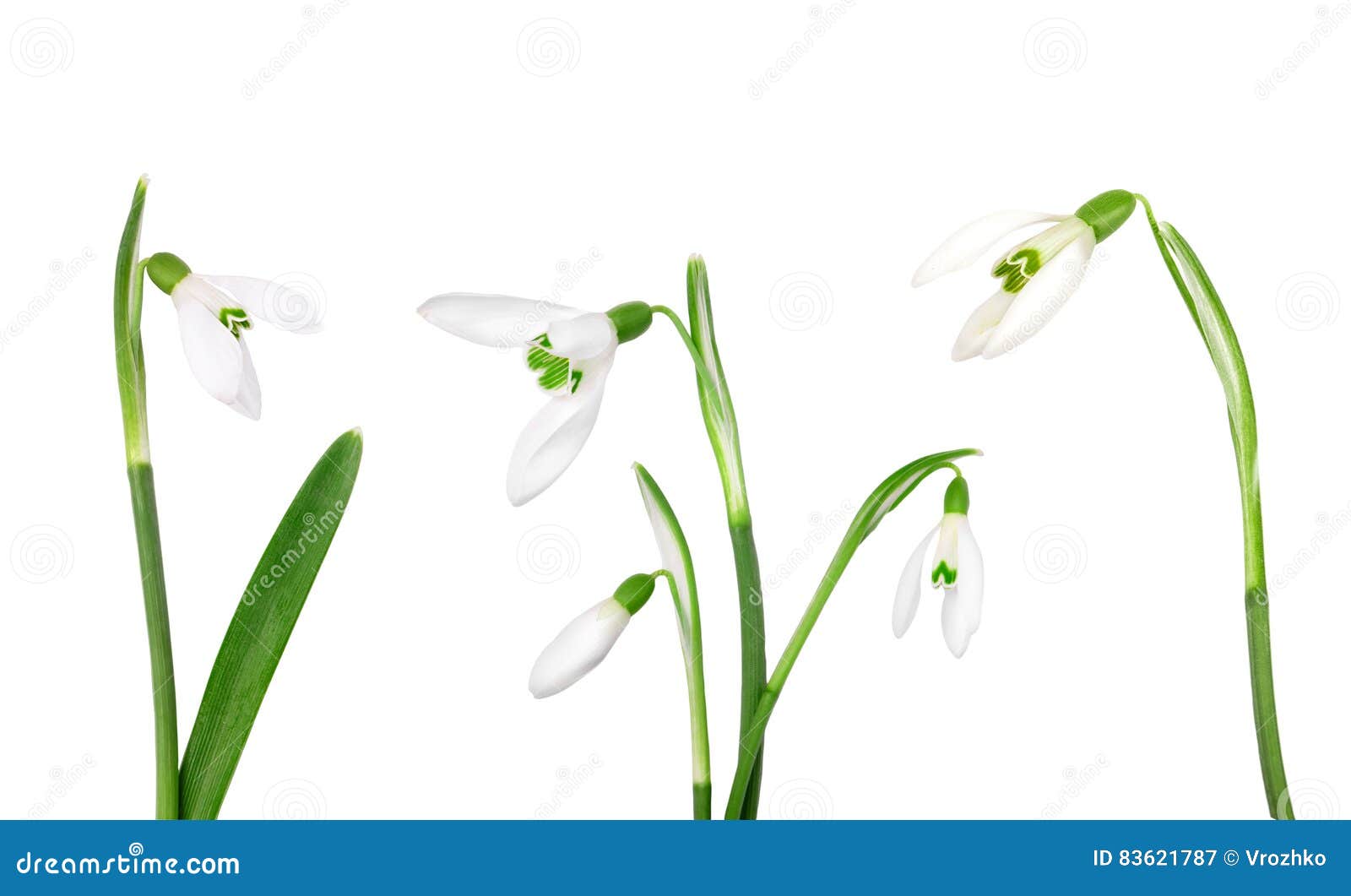 Set Snowdrop Flower Isolated on White Background Stock Image - Image of ...