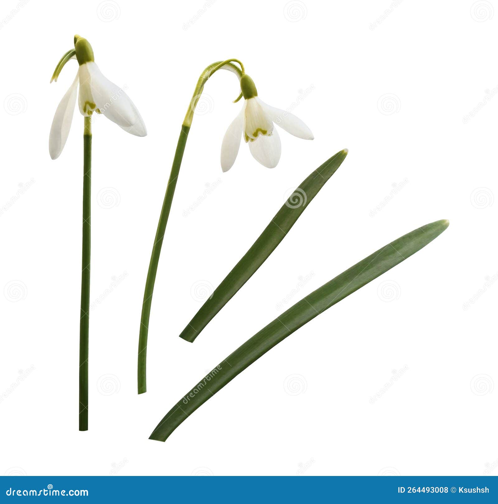 Set of Snowdrop Flowers and Green Leaves Isolated Stock Photo - Image ...