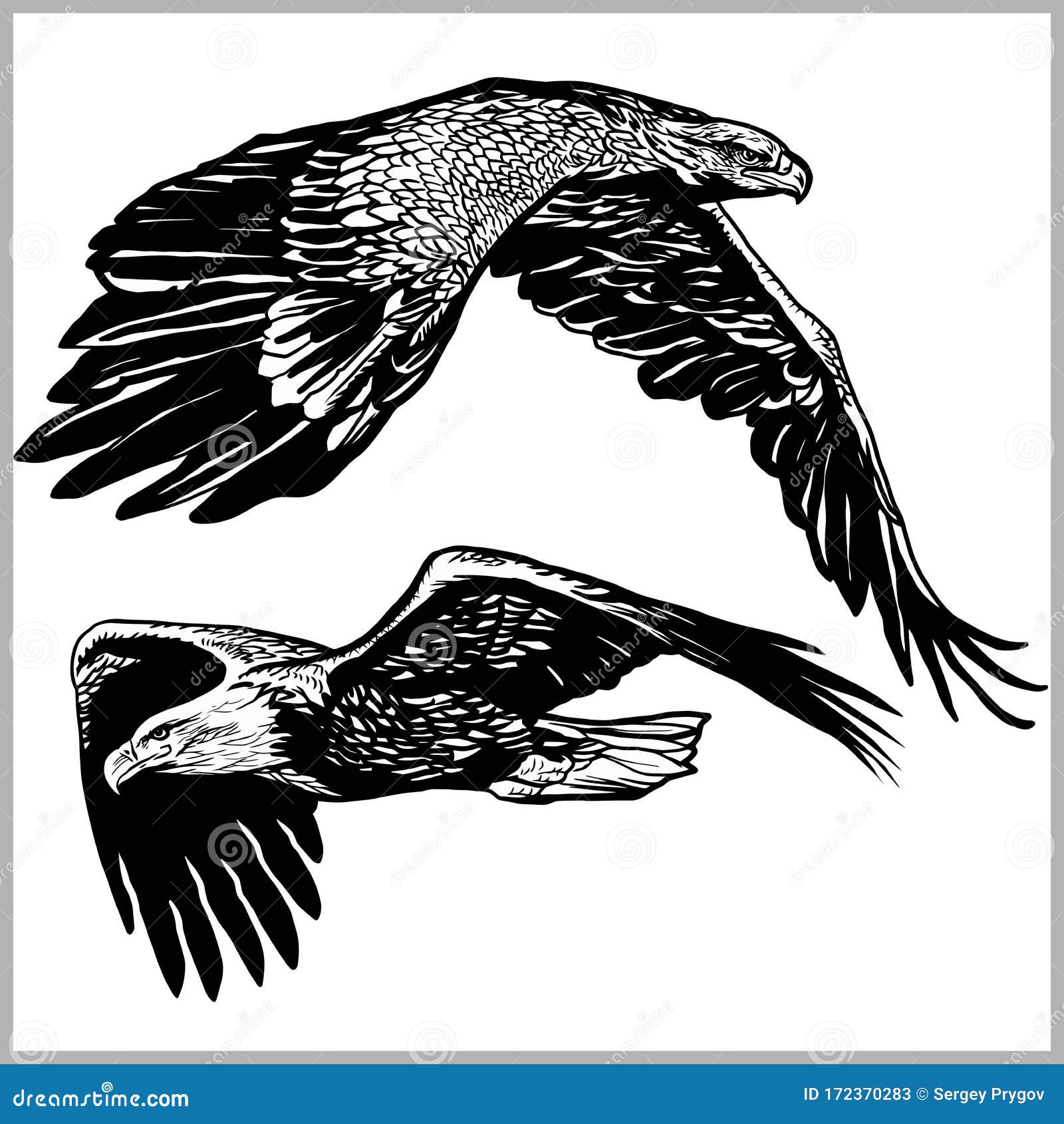 Set Of Soaring Eagles, Eagle In Flight Vector Illustration Isolated On White | CartoonDealer.com ...