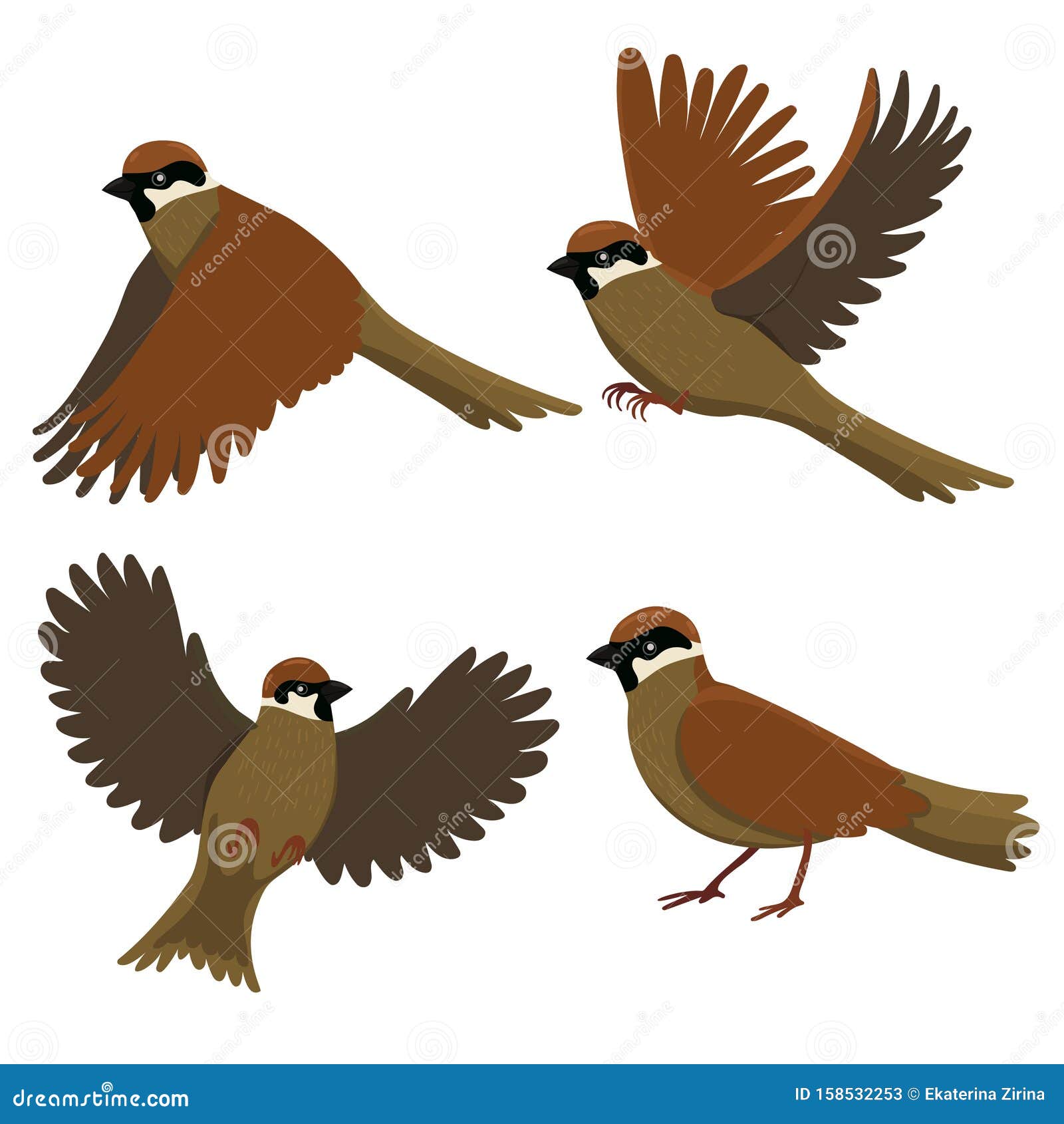Set Of Sparrows Isolated On A White Background. Vector Graphics Stock ...