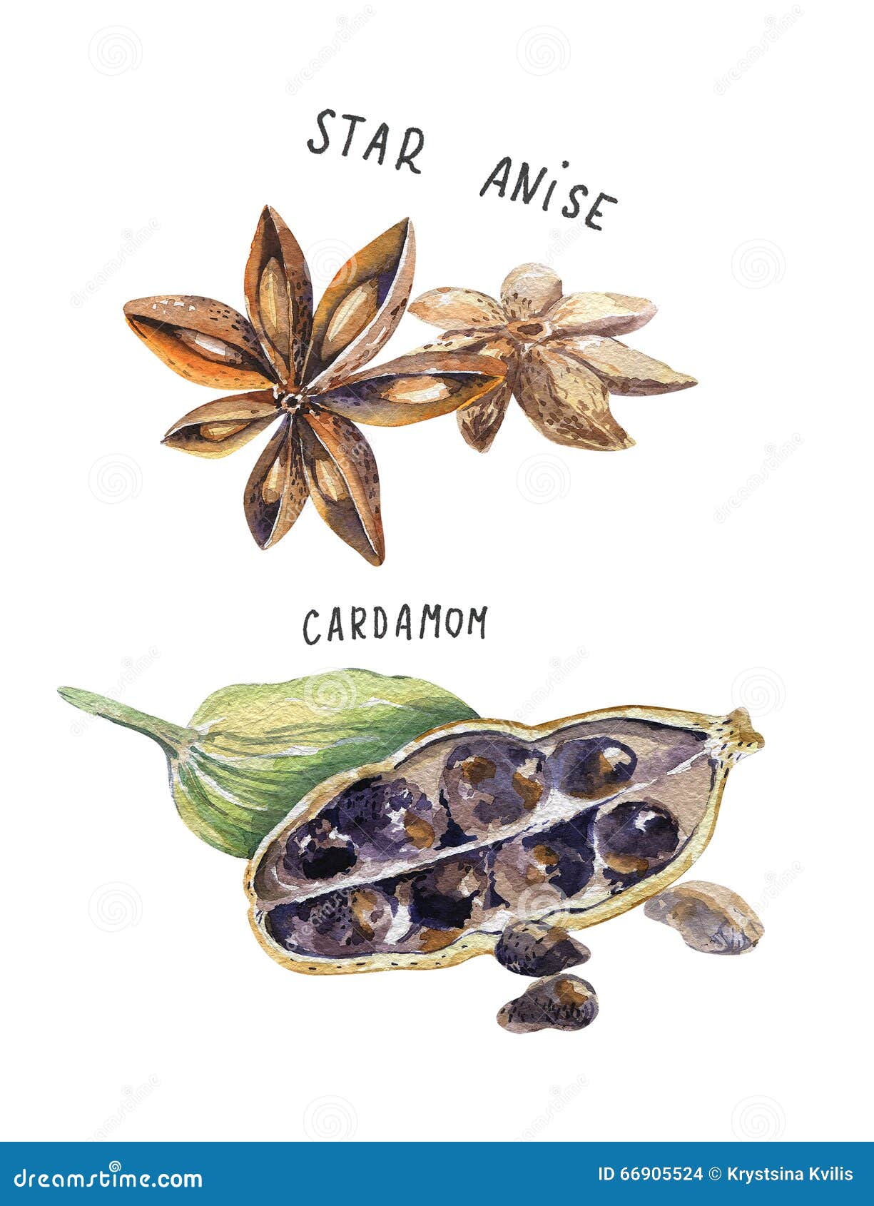 Set of Spice, Drawing by Watercolor, Hand Drawn Illustration Stock ...