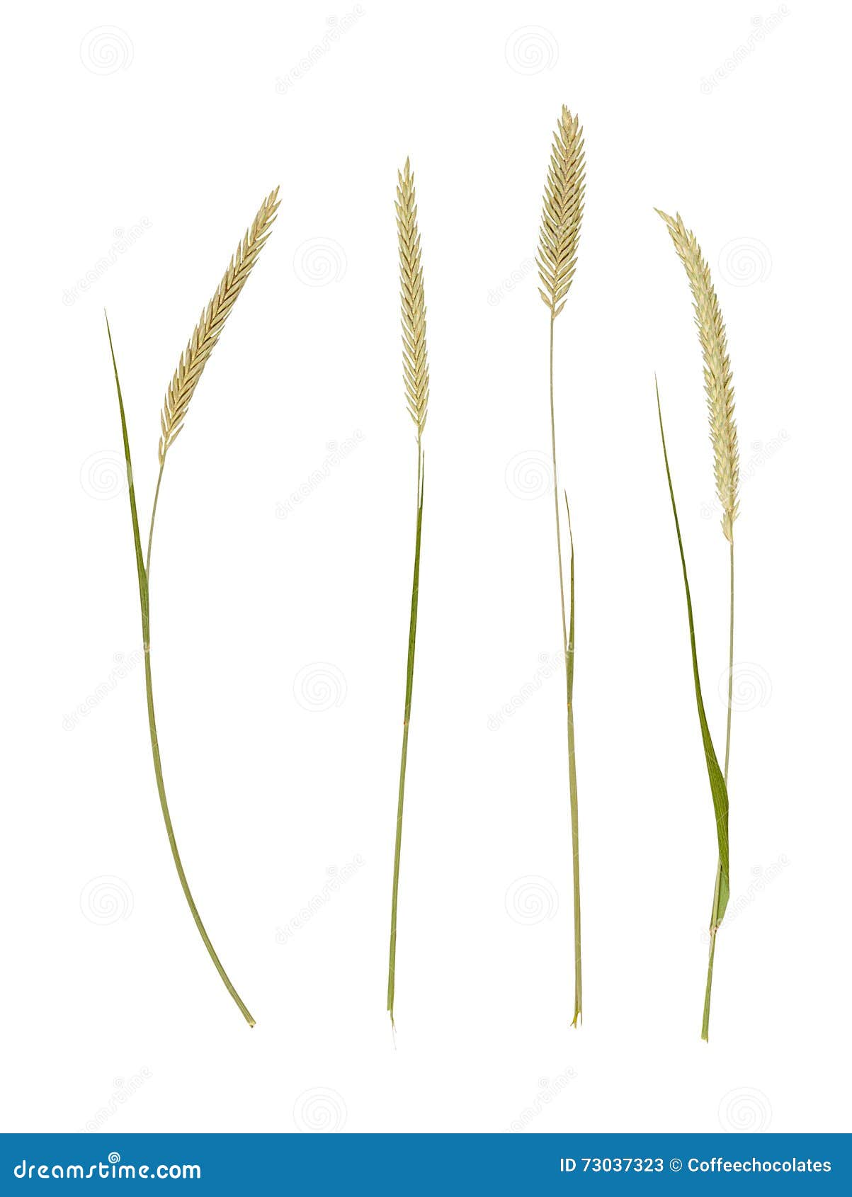 Set spikelets isolated stock image. Image of stem, flat - 73037323
