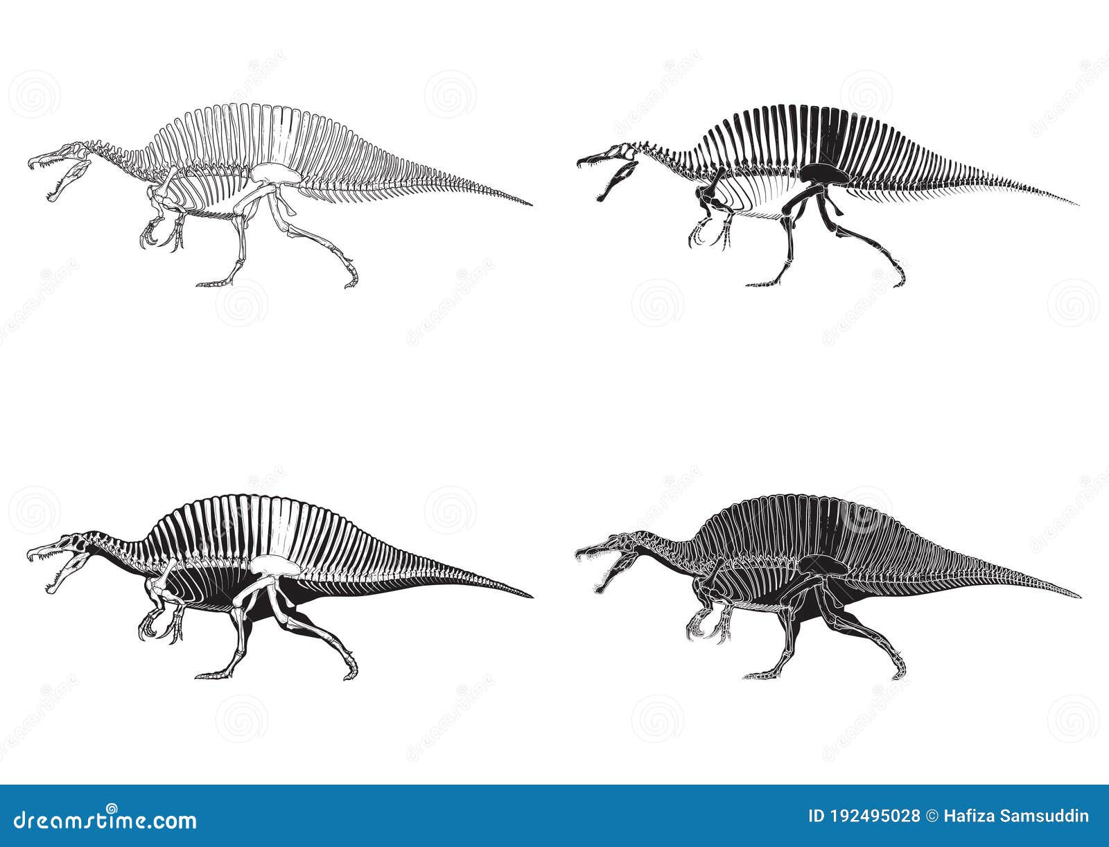 Spinosaurus Skeleton . Silhouette Dinosaurs . Side View . Vector ...