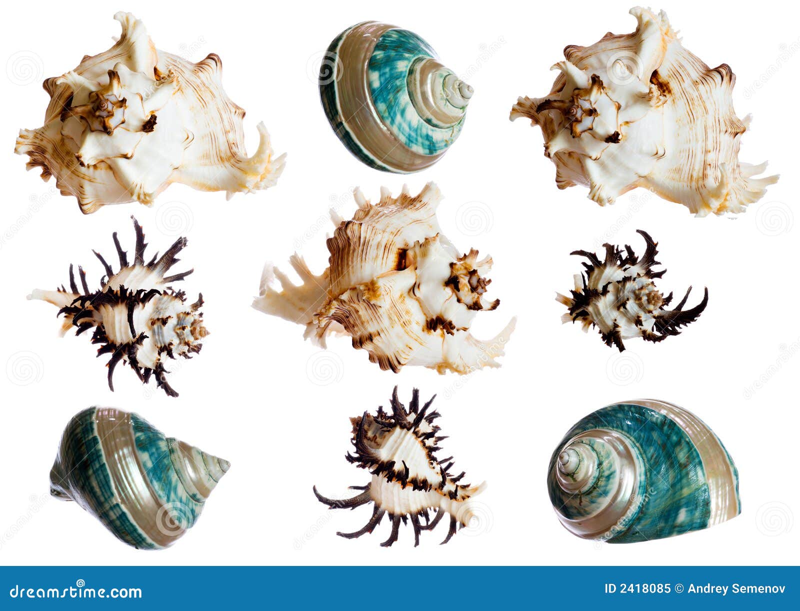 Set of spiral shells stock image. Image of anfractuous - 2418085