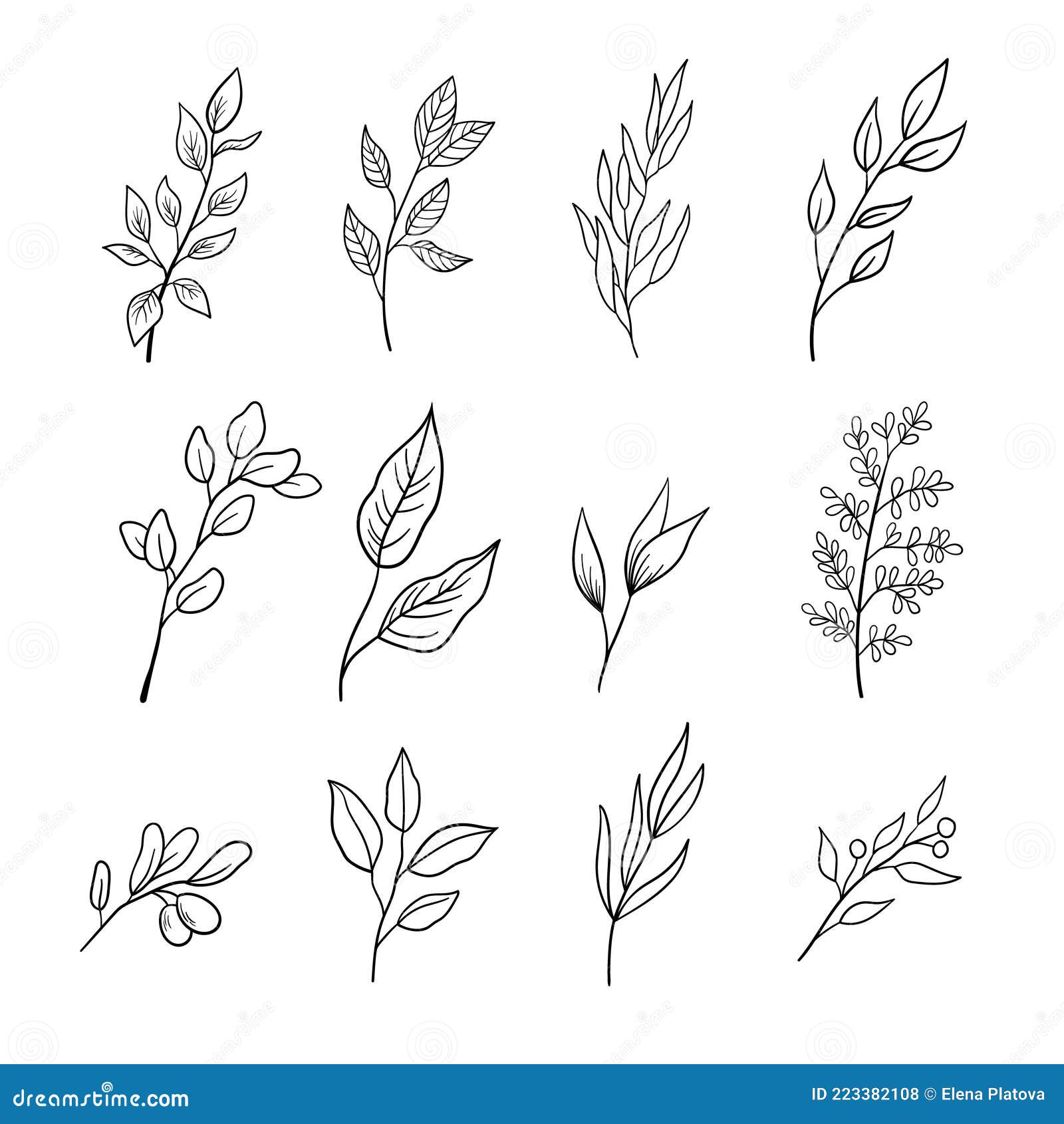 Set of Sprigs with Leaves. a Collection of Different Leaves on Branches ...