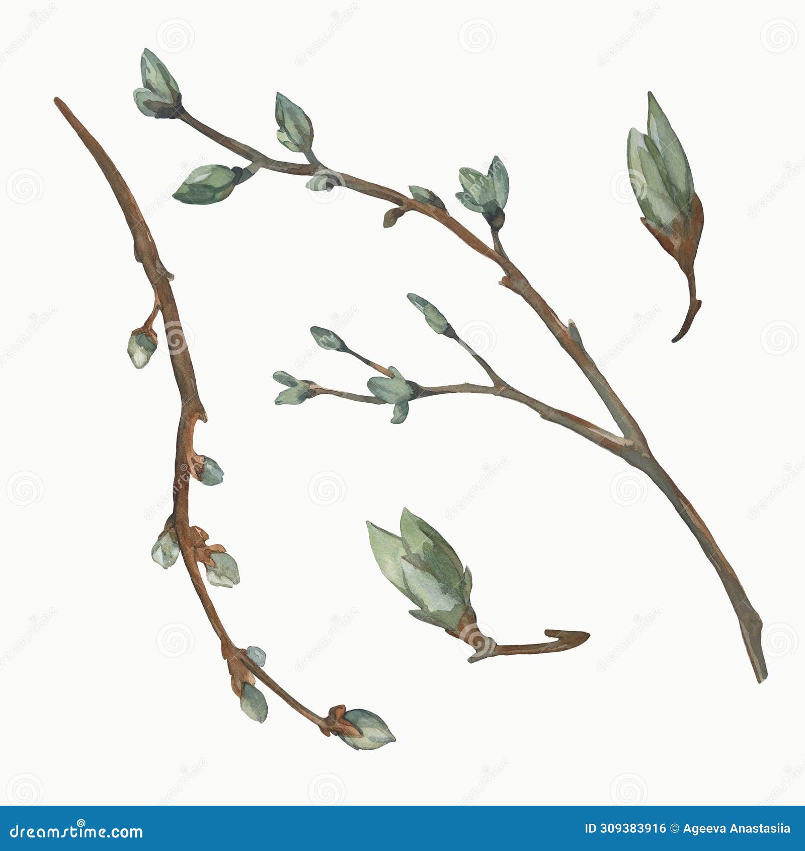 Set of Spring Illustrations of Tree Branches and Buds Isolated on a ...