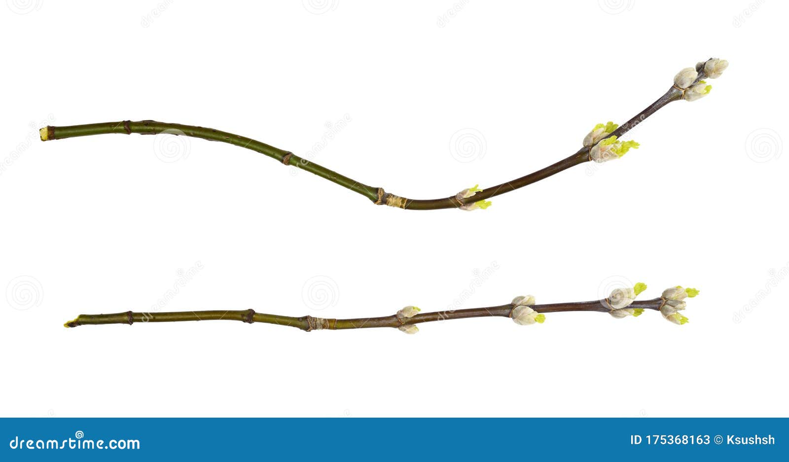 Set of Spring Twigs with Sprouted Buds Stock Image - Image of sprout ...