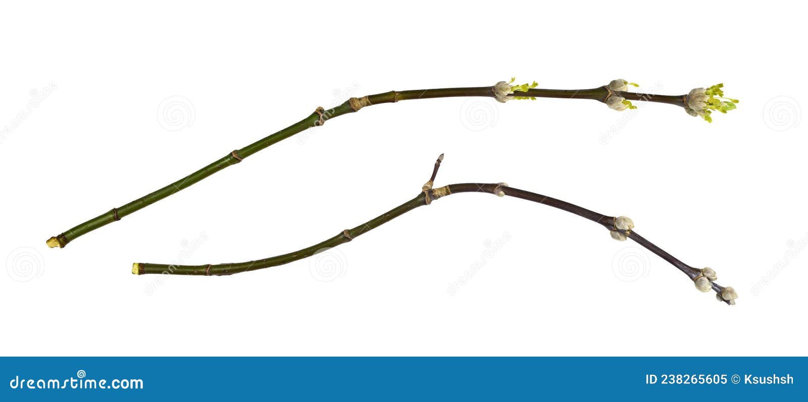 Set of Spring Twigs with Sprouted Buds Isolated Stock Image - Image of ...