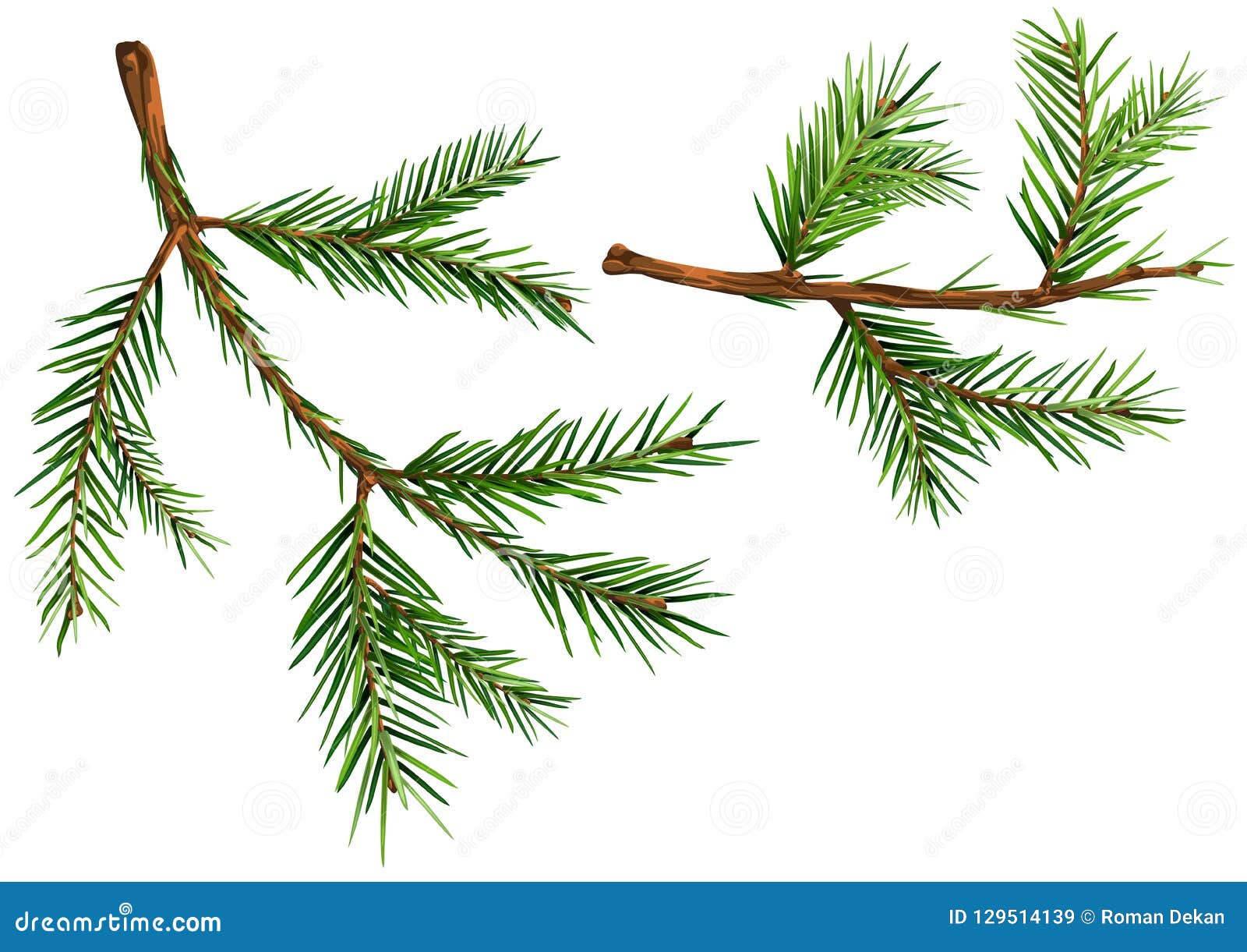 Set of Spruce Branches stock vector. Illustration of evergreen - 129514139