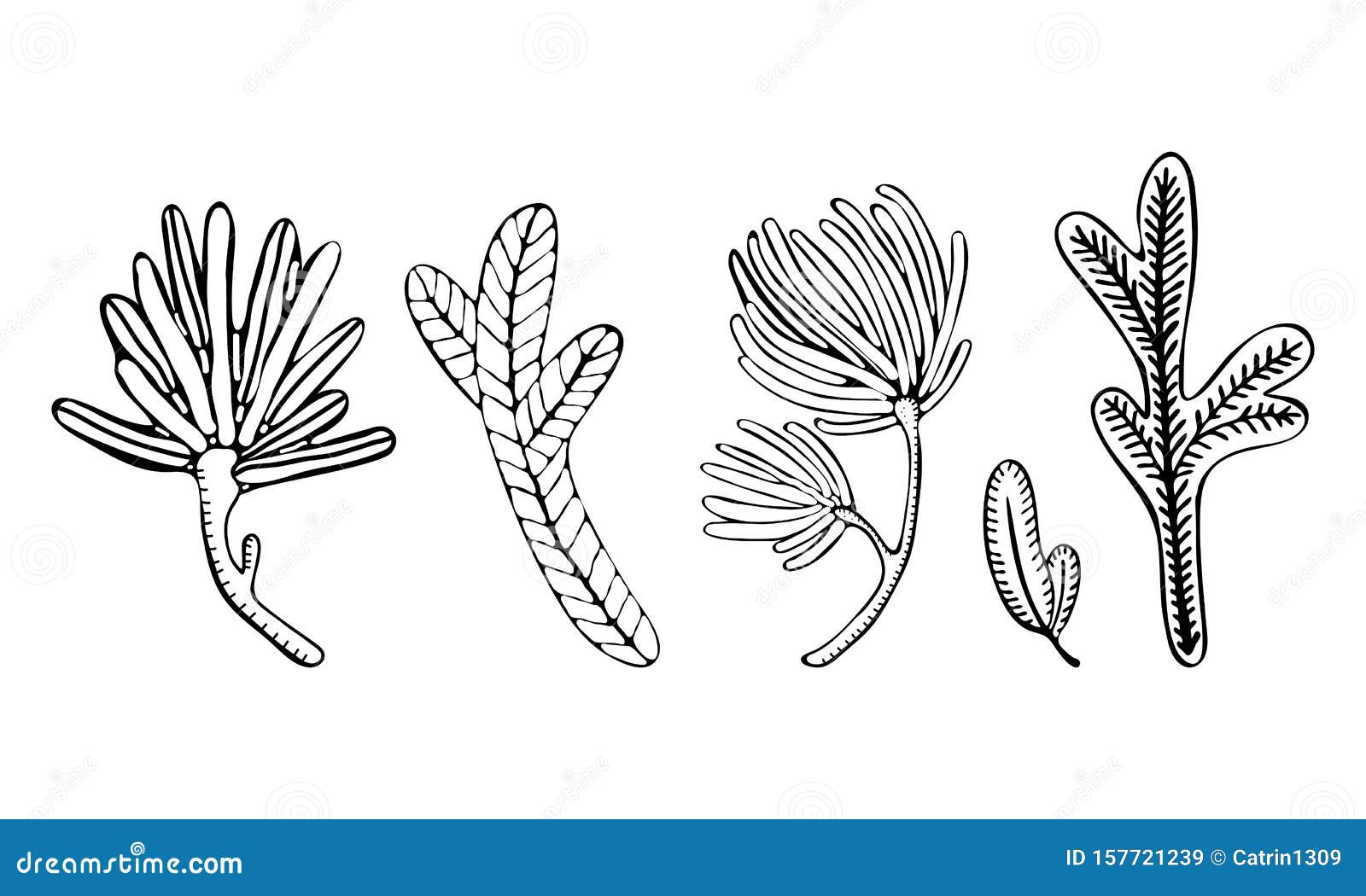 Set of Spruce Branches, Pine, Fir Tree, Cedar Isolated on White ...