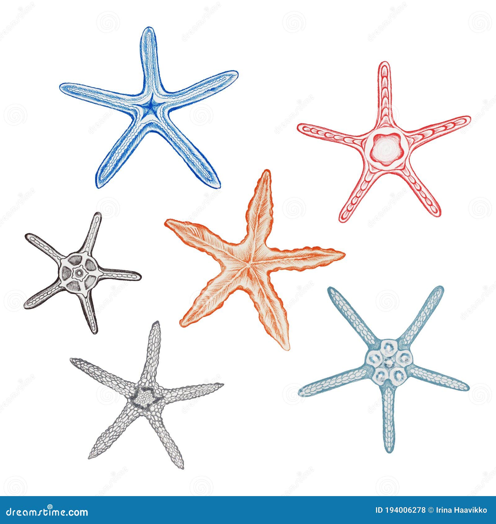 Echinoderms Stock Photography | CartoonDealer.com #48747608