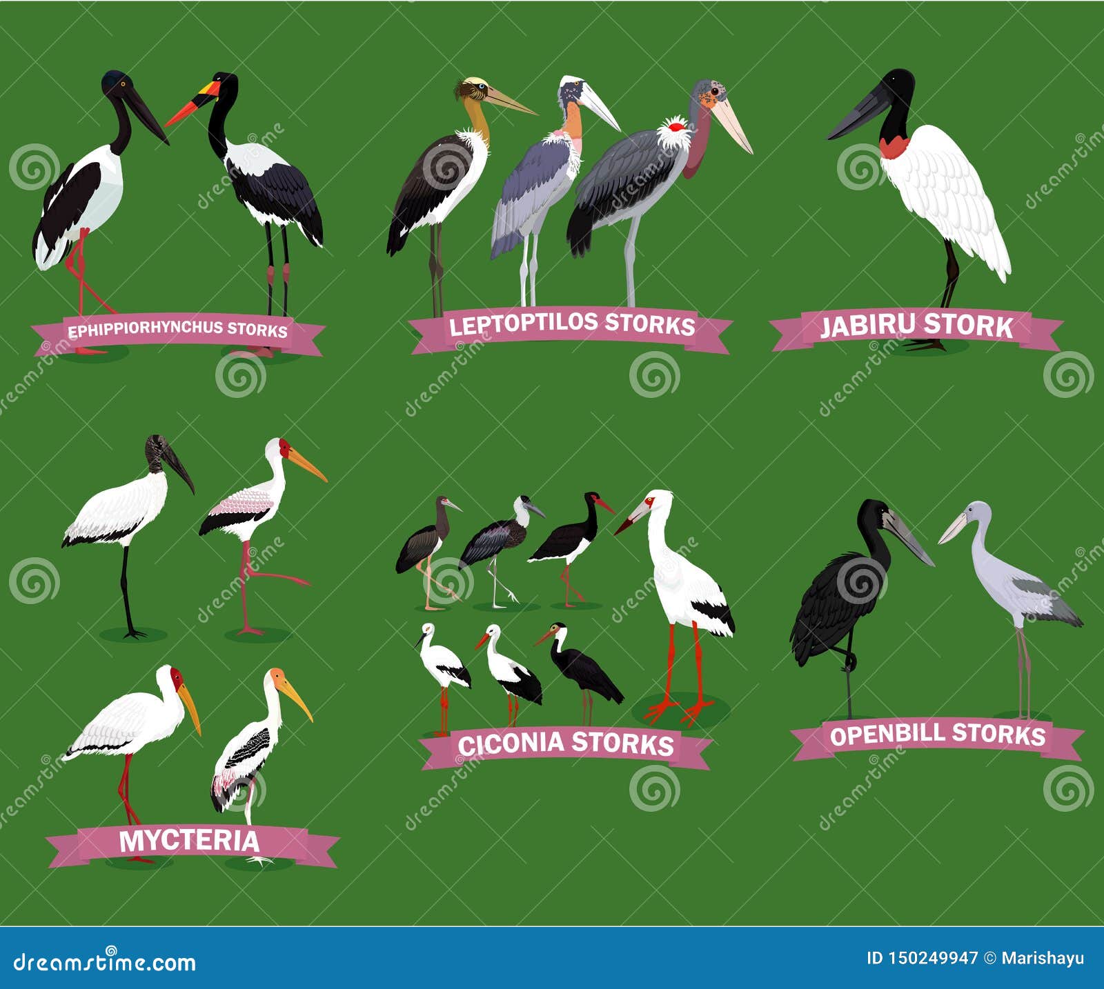 Jabiru Stork Cartoon Bird Coloring Vector Illustration | CartoonDealer ...