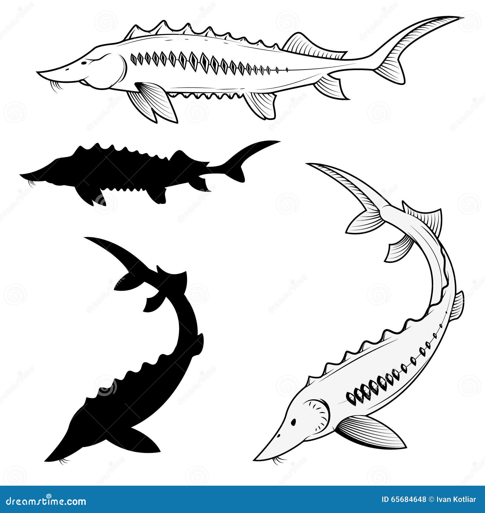 Acipenseridae Cartoons, Illustrations & Vector Stock Images - 31 ...