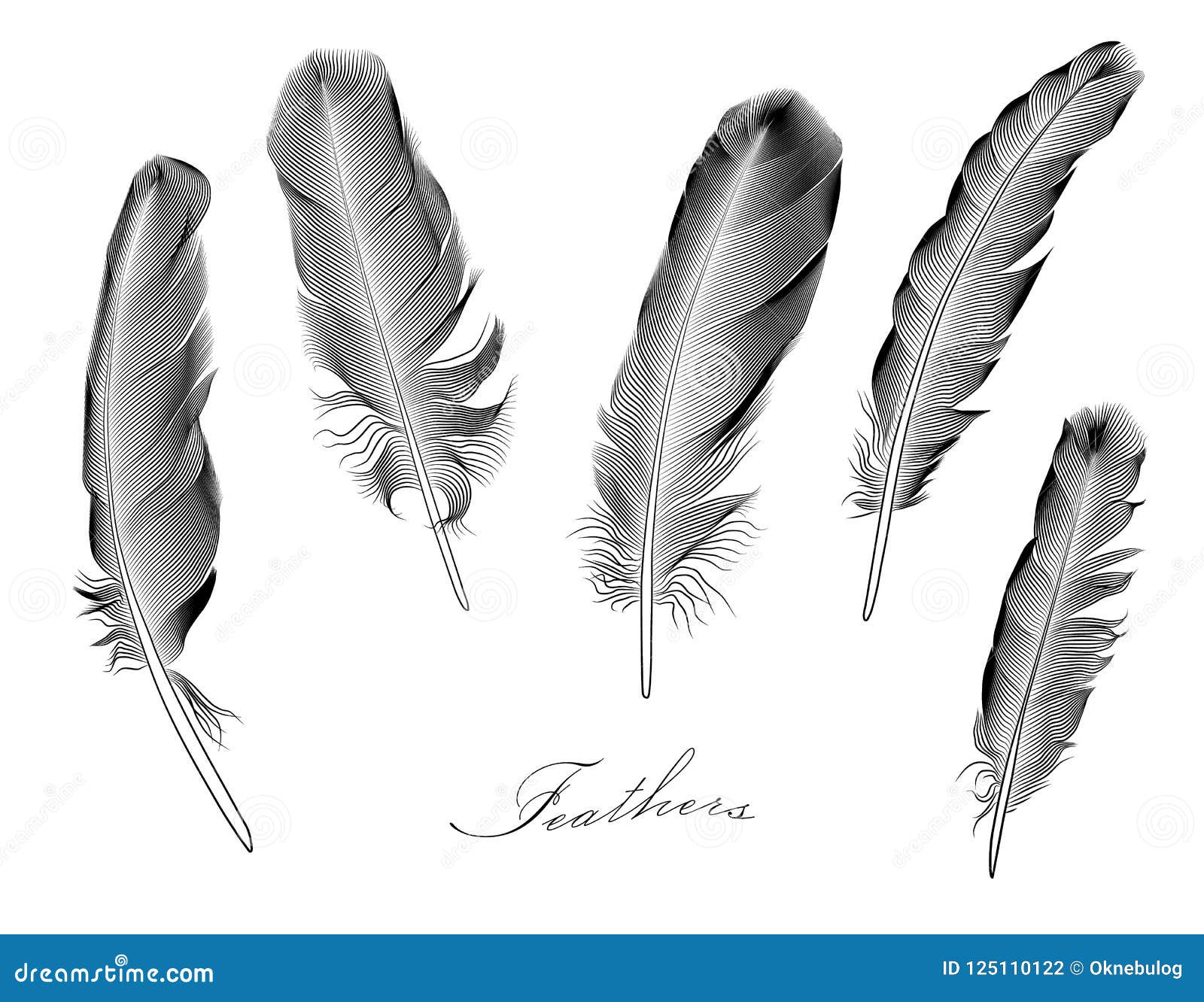 A Set of Stylized Feathers. Vector Illustration. Stock Vector ...