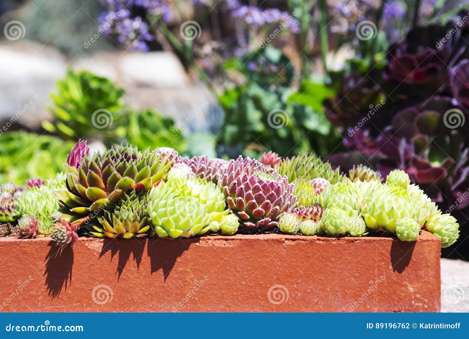Set Succulent Plants in Pot Stock Photo - Image of succulent, aloe ...