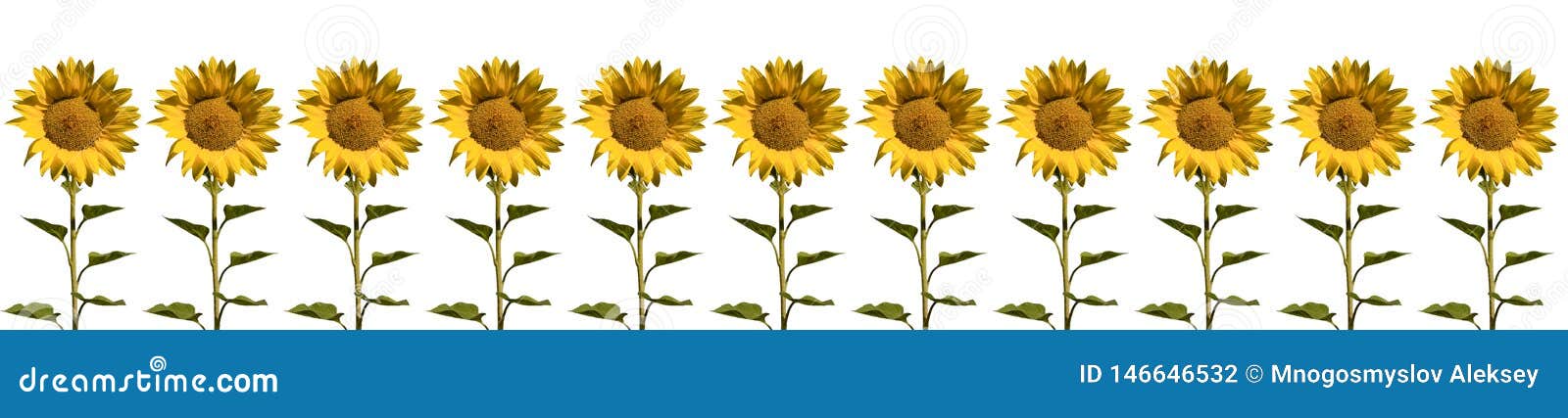 Set of sunflower stock photo. Image of field, plantation - 146646532