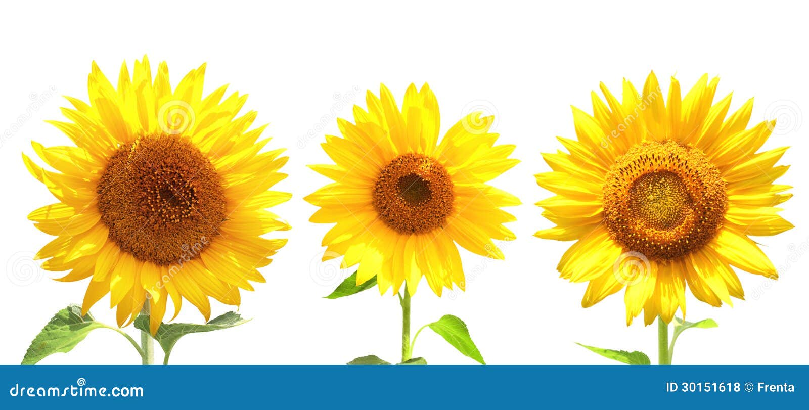 Collection of sunflowers stock photo. Image of object - 30151618