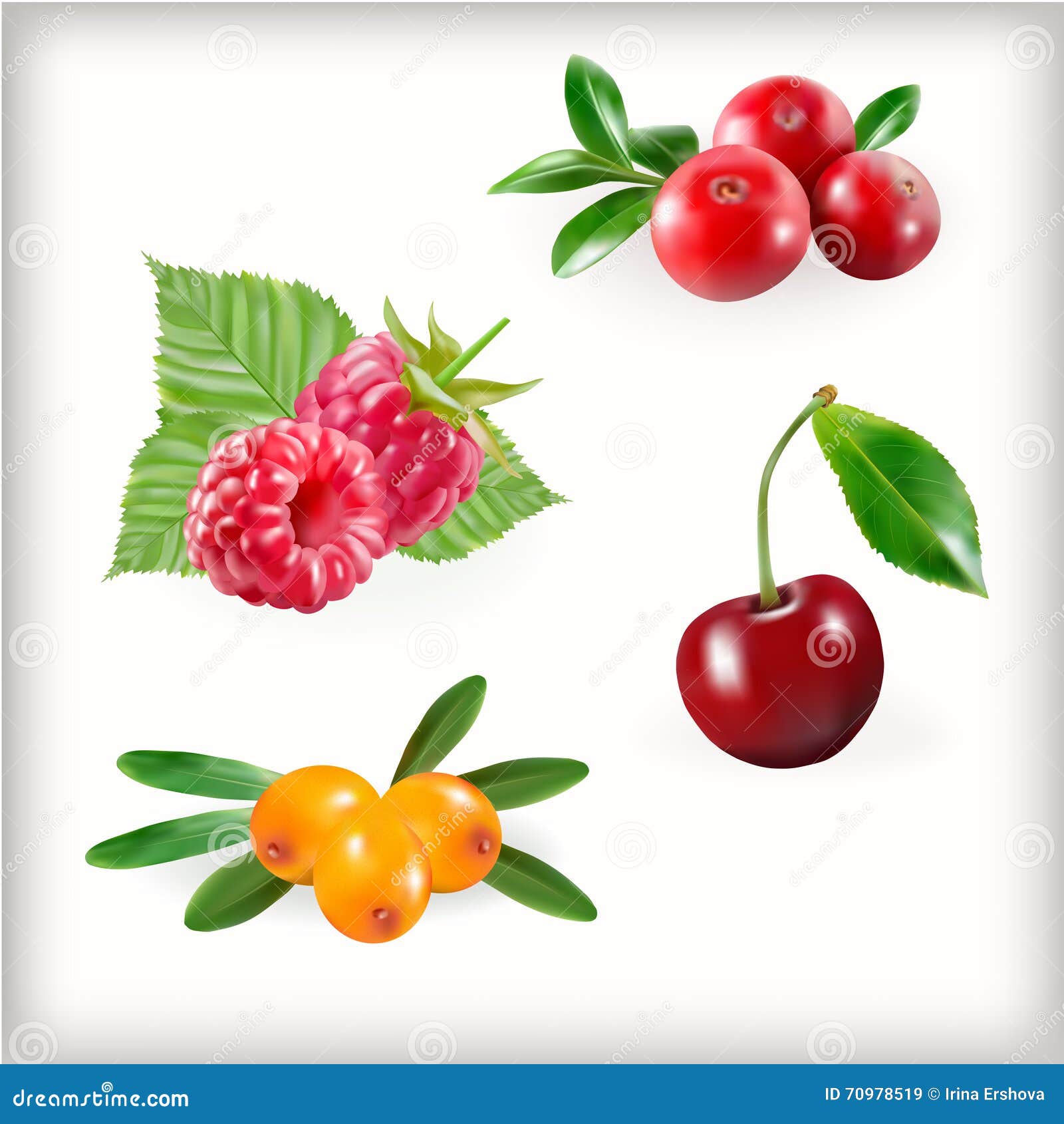 Set of sweet berries stock vector. Illustration of ingredient - 70978519
