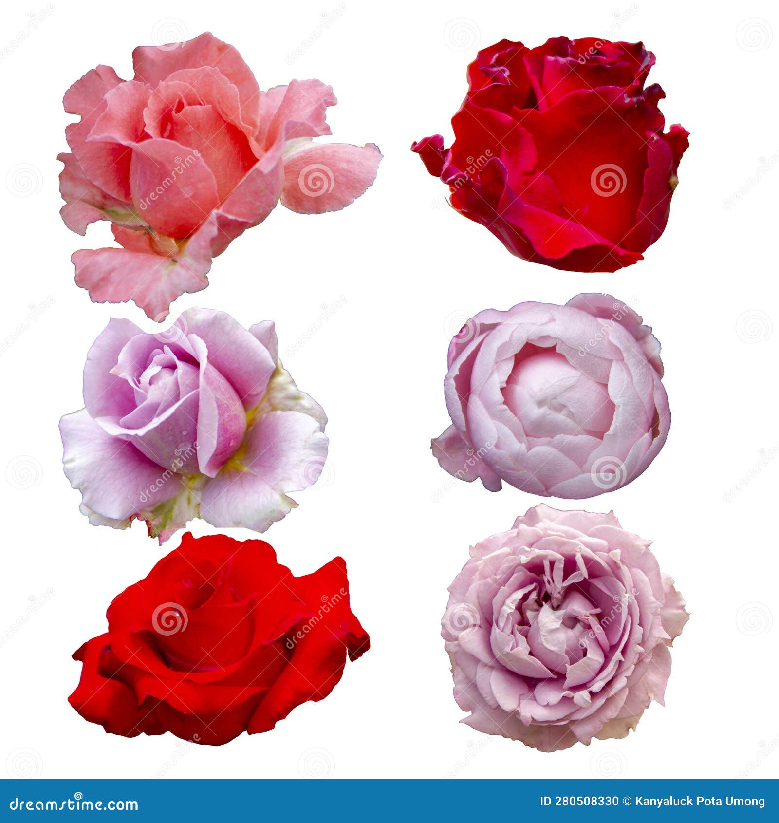Set Sweet Roses Isolate on White Stock Photo - Image of isolate ...