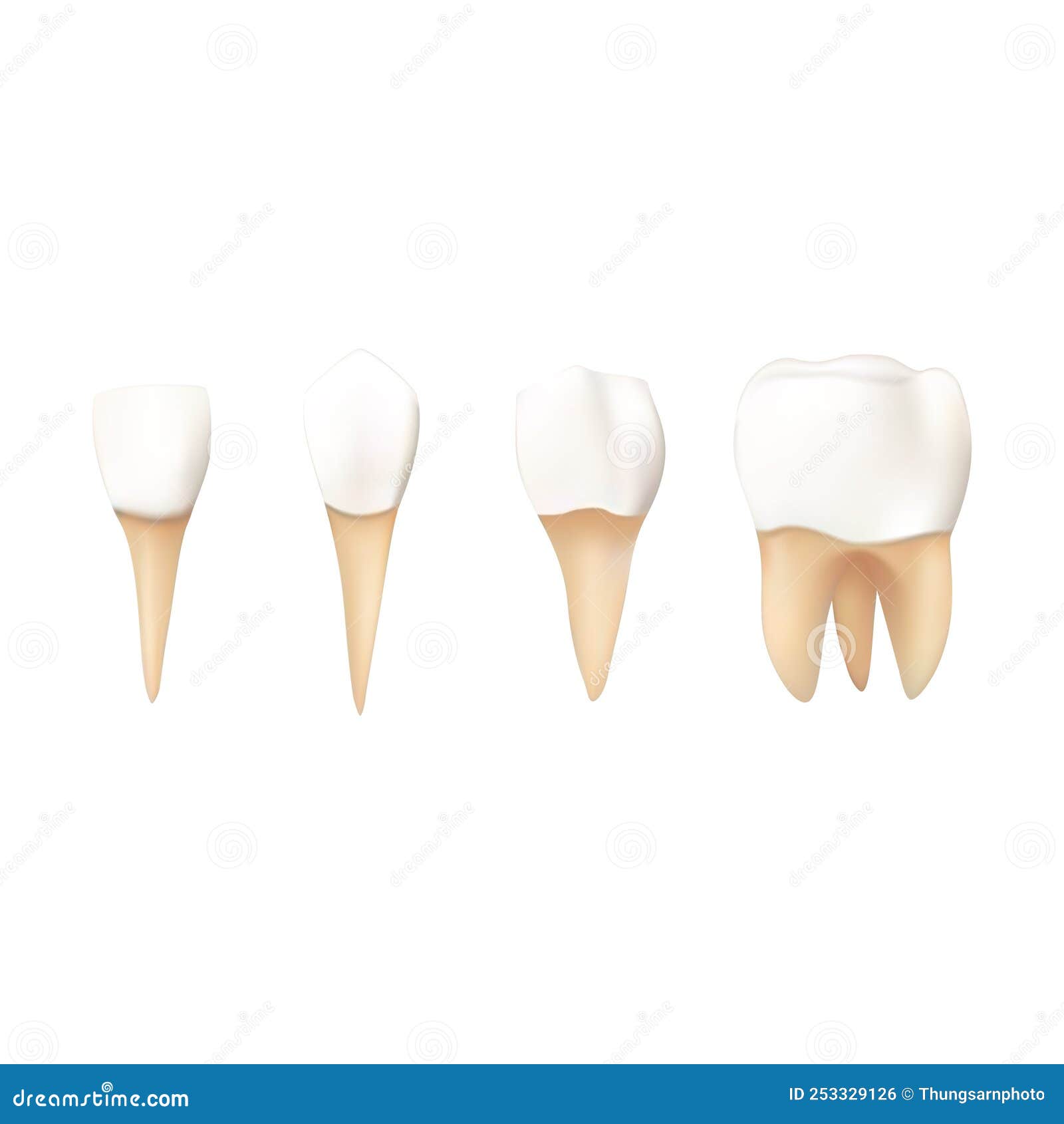Set of Teeth on White Background Vector Stock Vector - Illustration of ...