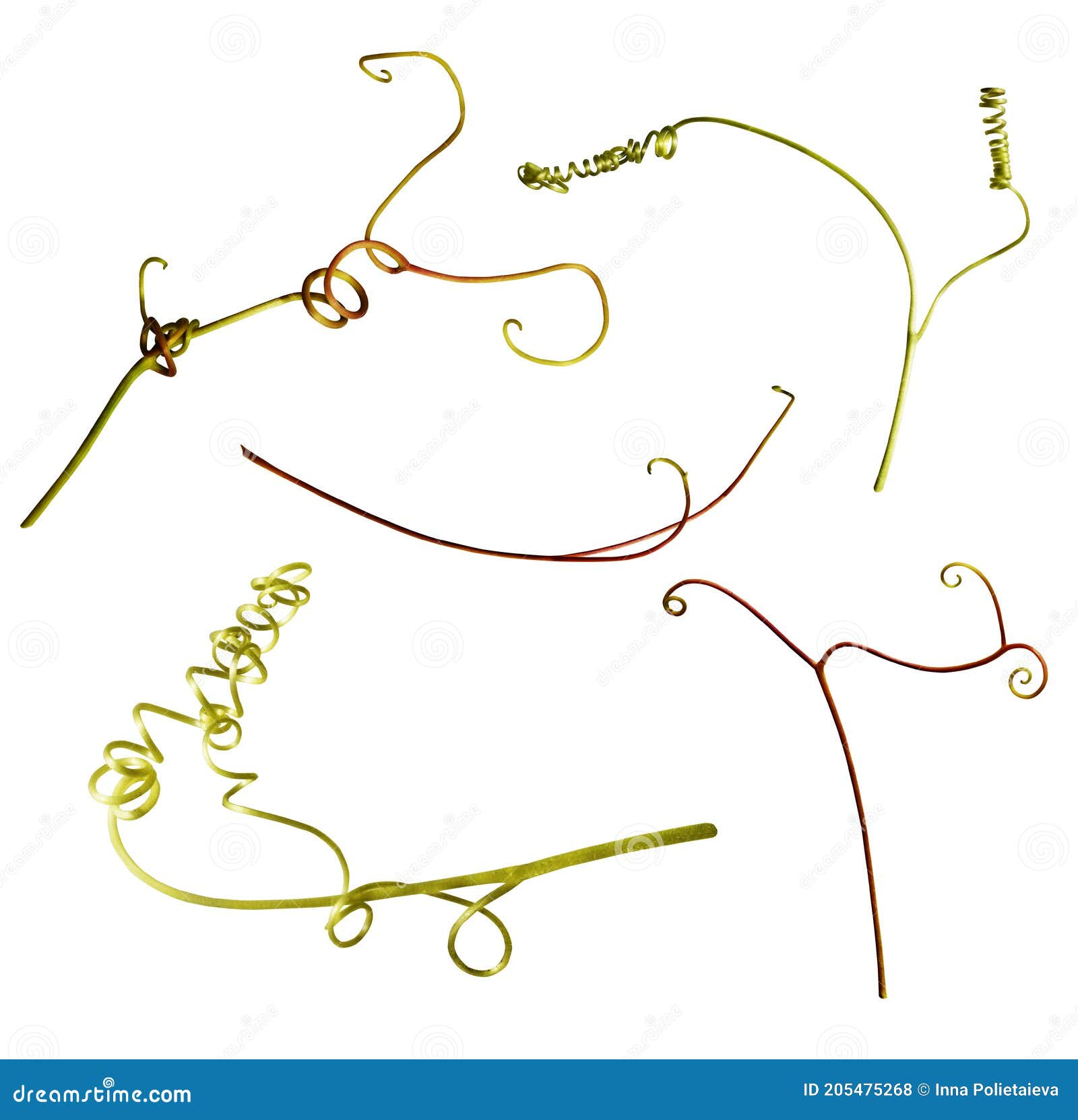 Set of Tendrils of Shoots of Climbing Plants Isolated on a White ...