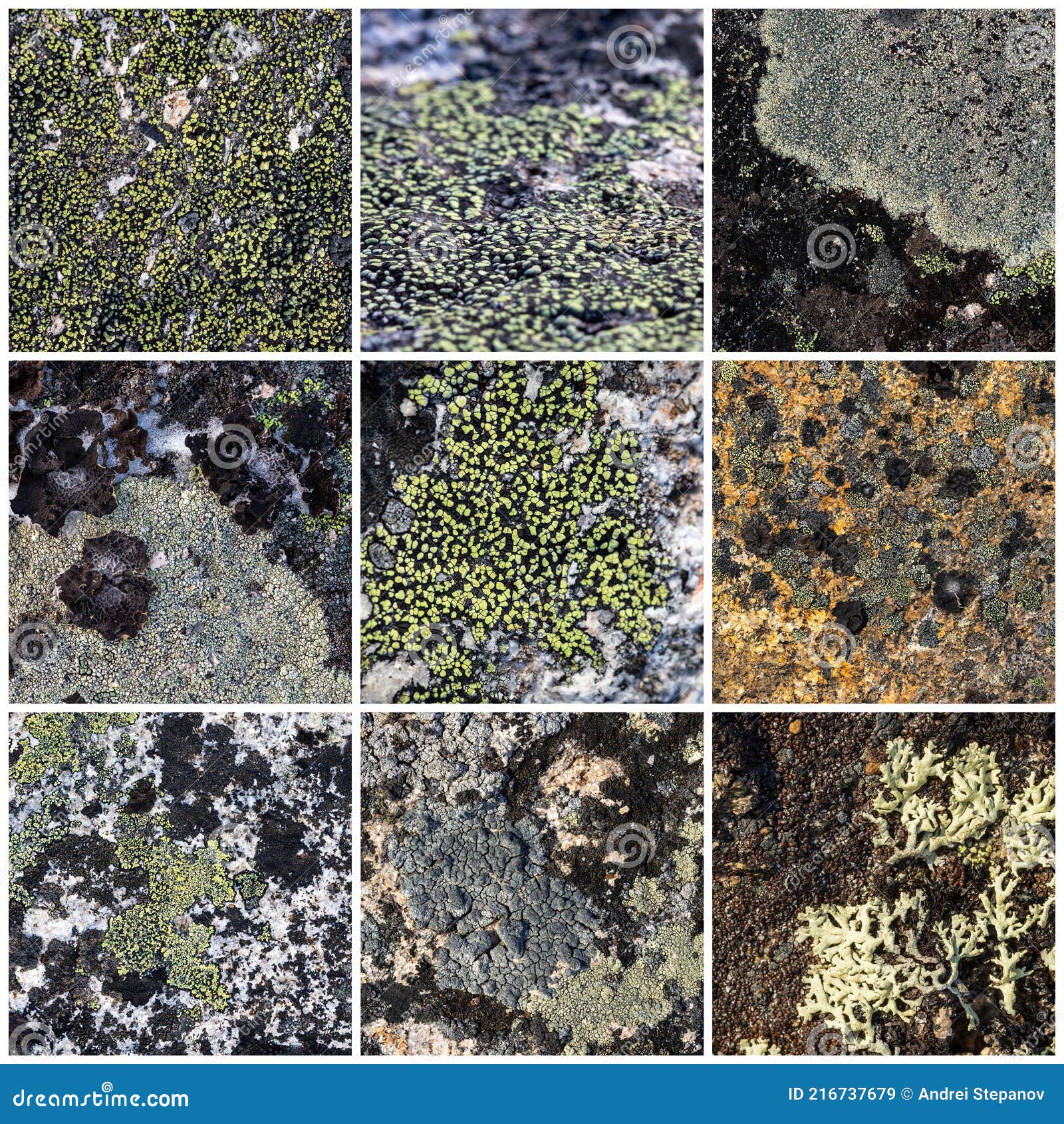 Set of Texture of Stones Covered with Lichen Stock Image - Image of ...