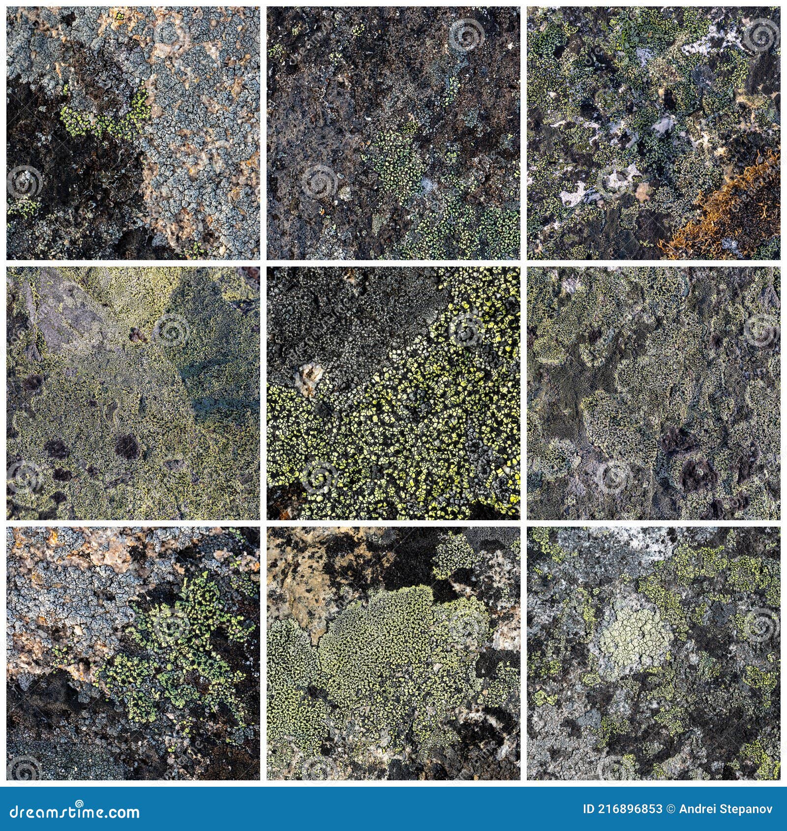 Set of Texture of Stones Covered with Lichen Stock Image - Image of ...