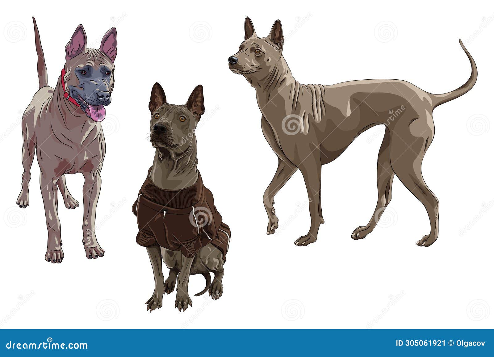 Set Thai Ridgeback Dog Breed Stock Illustration - Illustration of ...