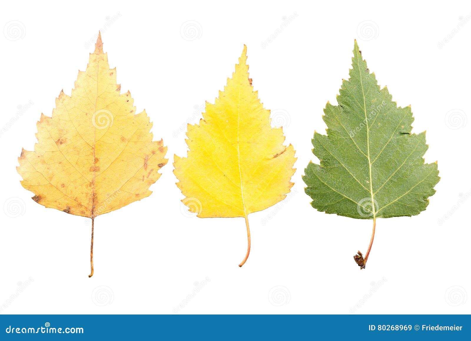 Set of Three Autumn Leaves in Different States of Withering Stock Image ...