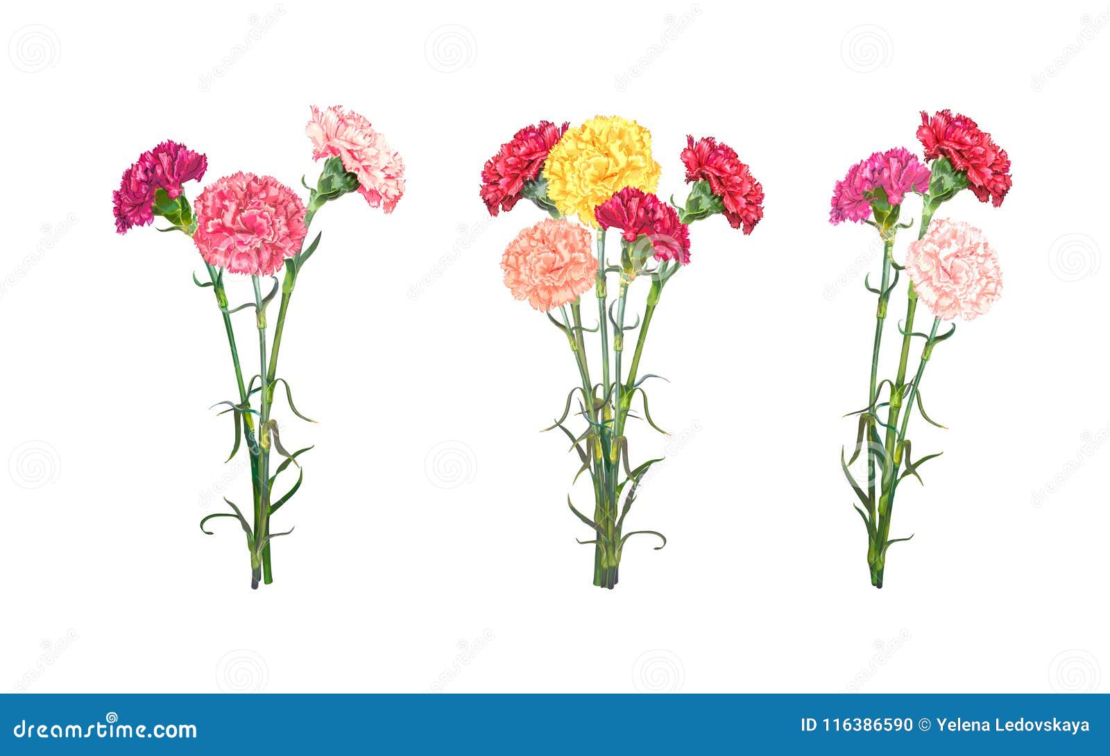 Set of Three Carnation Bouguets Stock Vector - Illustration of vector ...