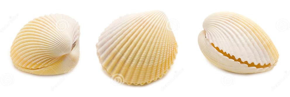 Set of Three Common Cockle Cerastoderma Edule Conch Shell Angles ...