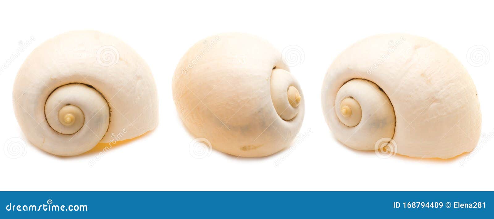 Set of Three Conch Shell Angles Isolated on White Background Stock ...