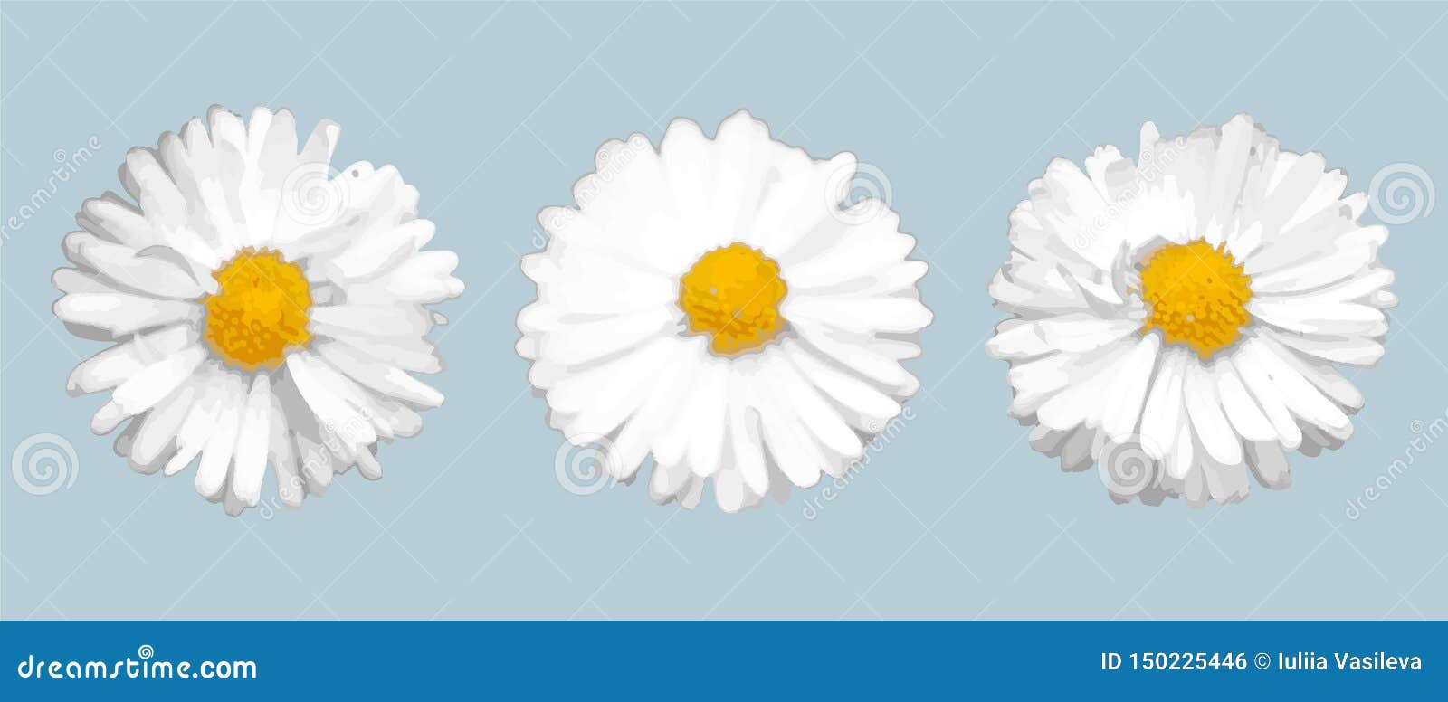 Set of Three Different Realistic Daisies. Vector Elements for Design ...