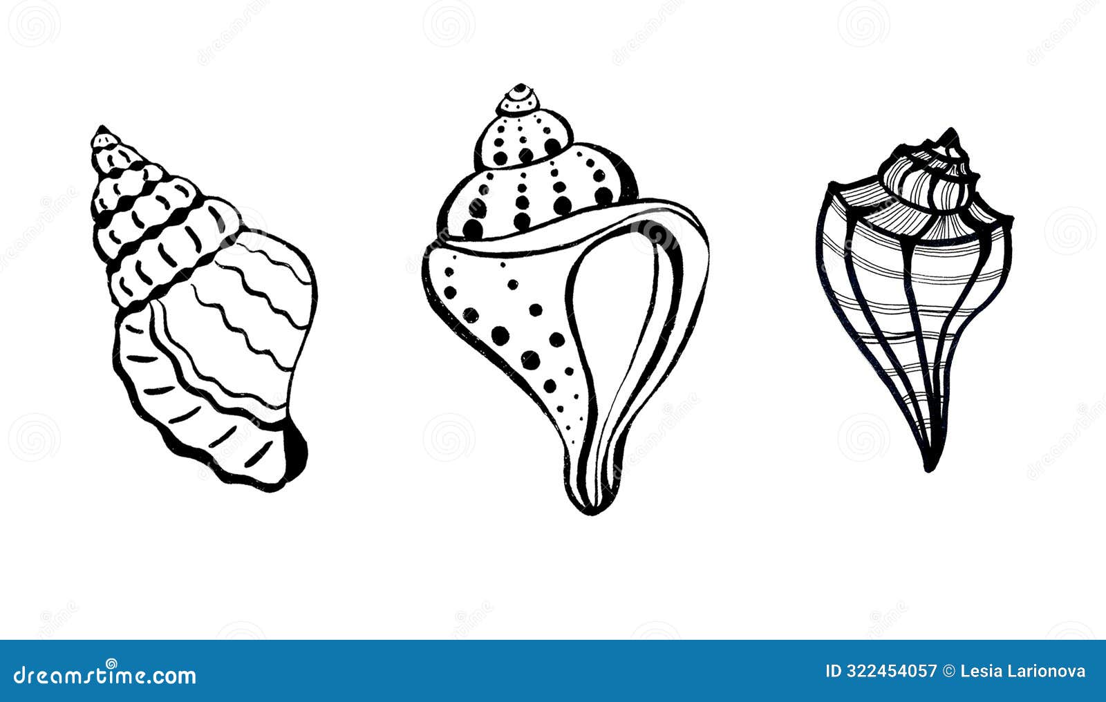A Set of Three Different Shells. Drawing with a Black Outline. Isolated ...