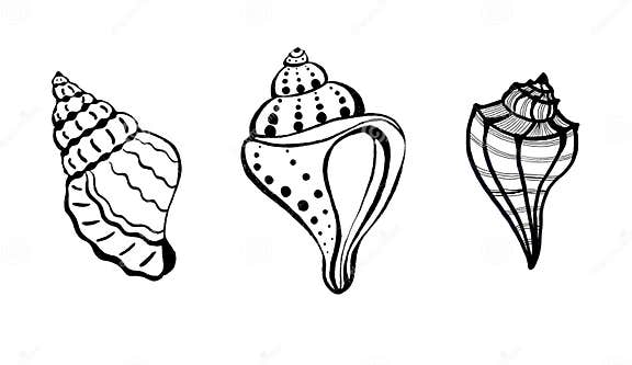 A Set of Three Different Shells. Drawing with a Black Outline. Isolated ...