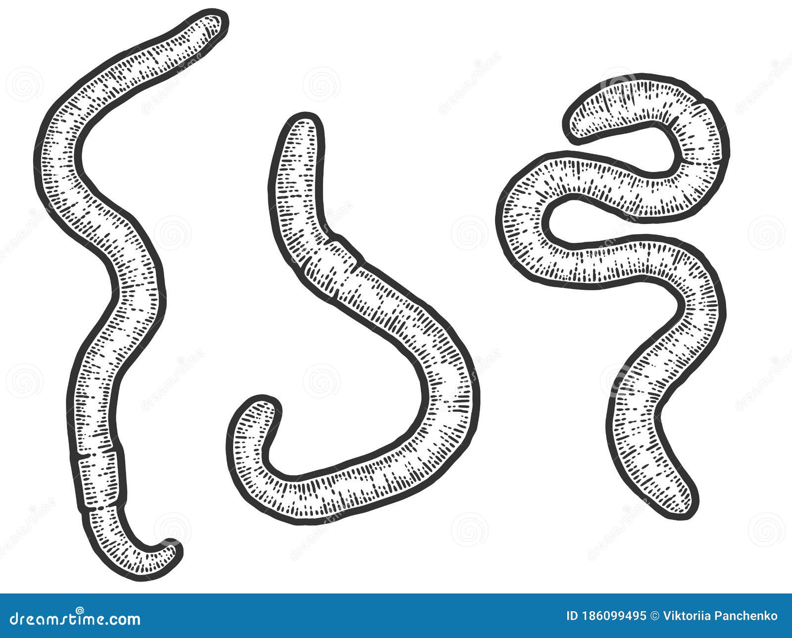 Set Three Earthworm. Sketch Scratch Board Imitation. Black and White ...