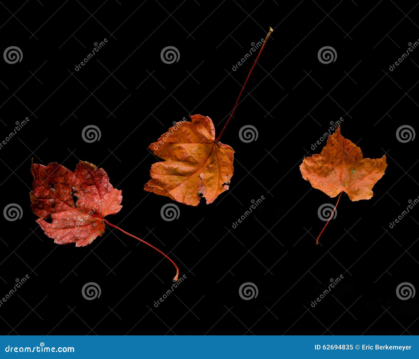 Set of Three Fall Leaves stock image. Image of life, september - 62694835