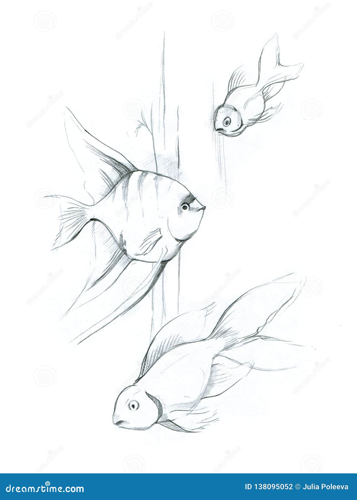 Set of Three Fishes. Graphic Sketch on White Background Stock ...