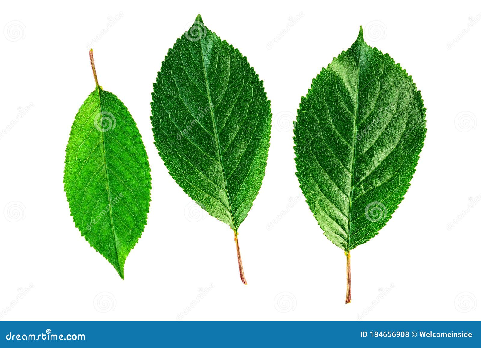 Set of Three Green Leaf Isolated on White Stock Photo - Image of three ...