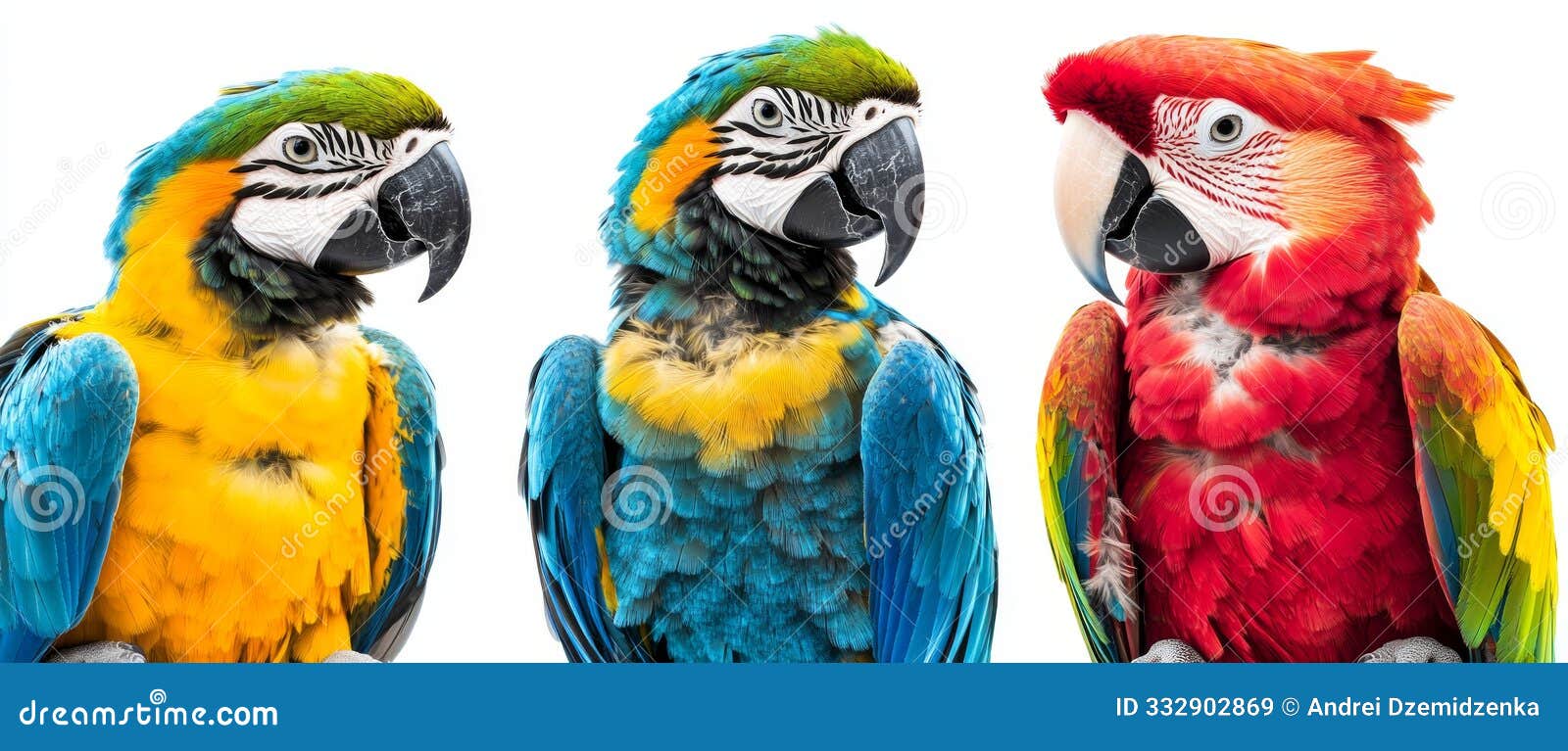 A Set of Three Green Parrots on a Tree Branch Isolated on a Transparent ...