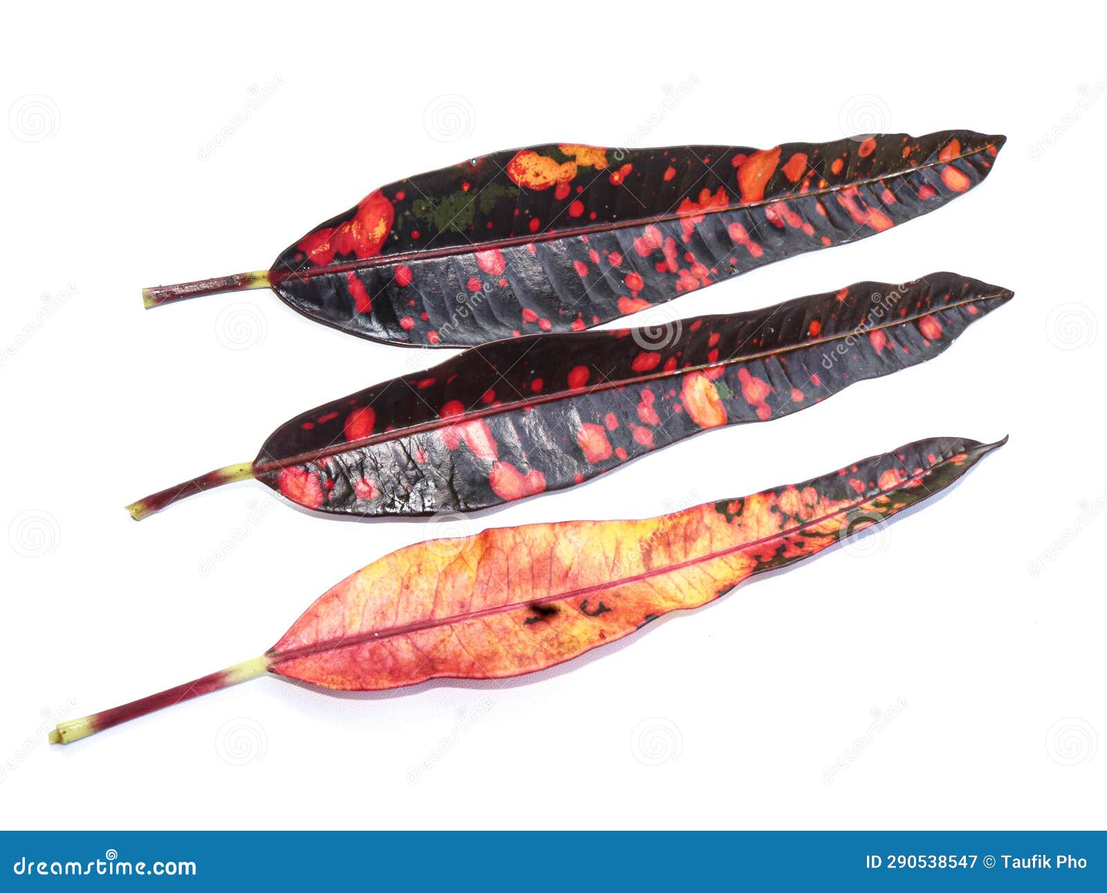Set of three Leaves stock image. Image of mount, leaf - 290538547