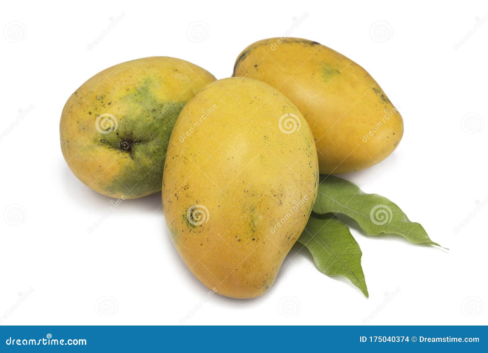 Set of Three Mangoes High Quality Image Stock Photo - Image of drink ...